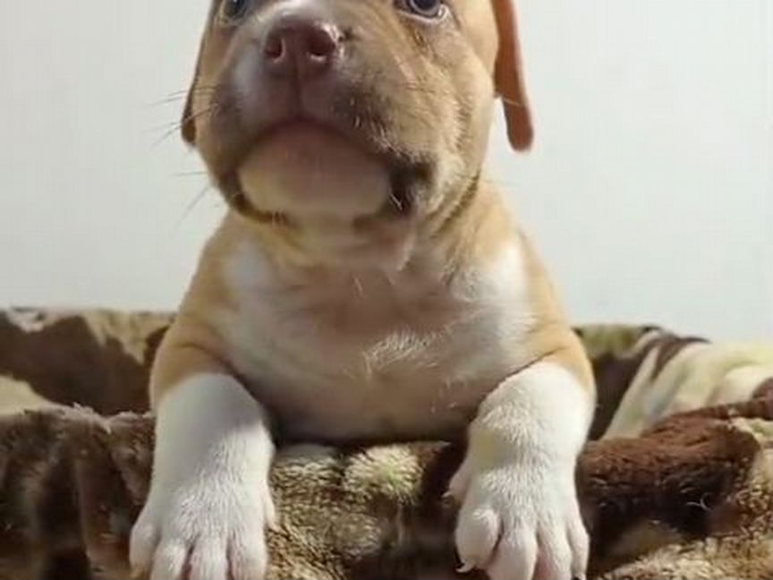 Американский булли стандарт