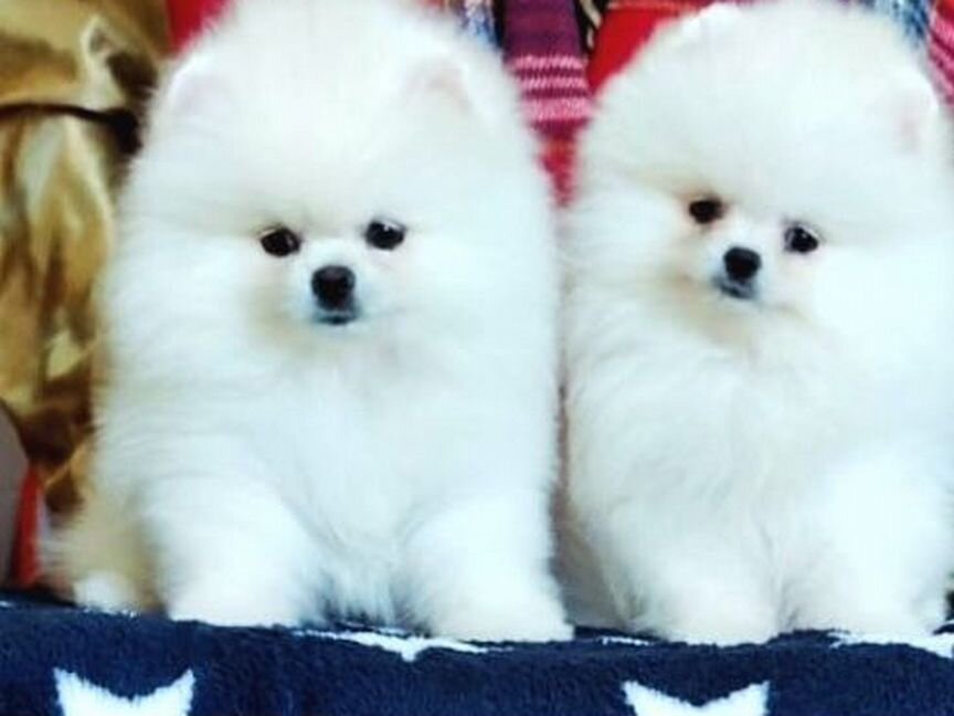 Померанский шпиц мини