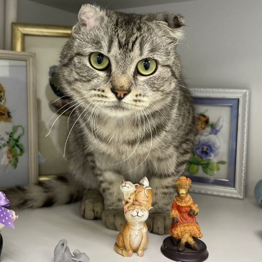 Взрослый кот в добрые руки