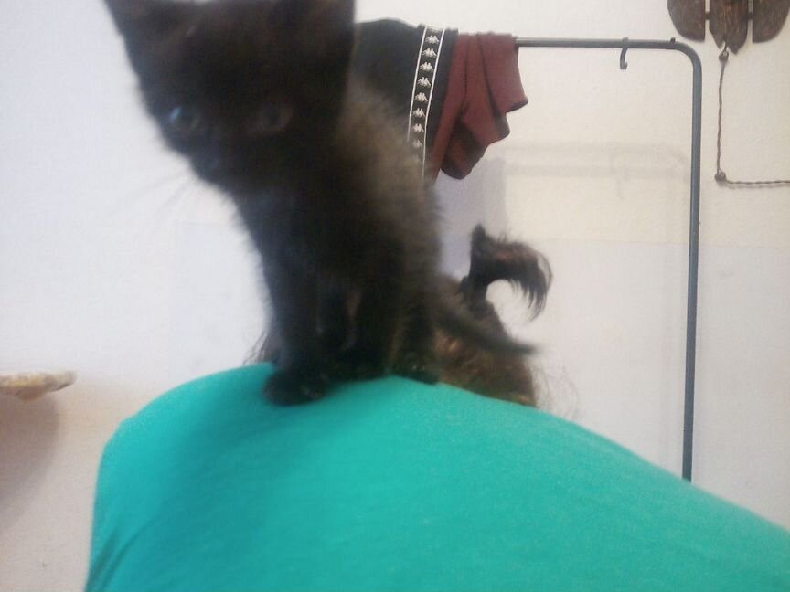 Котька