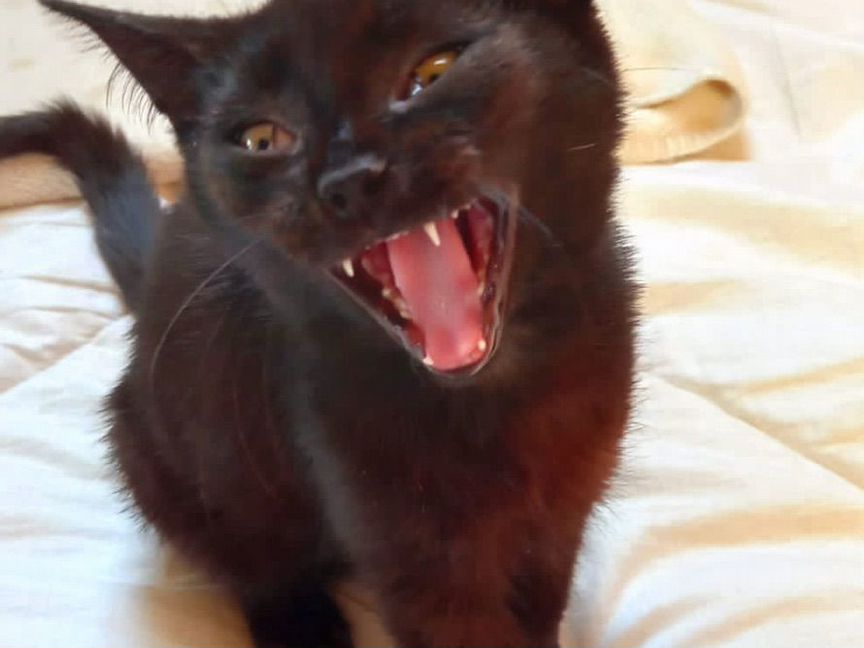 Кот