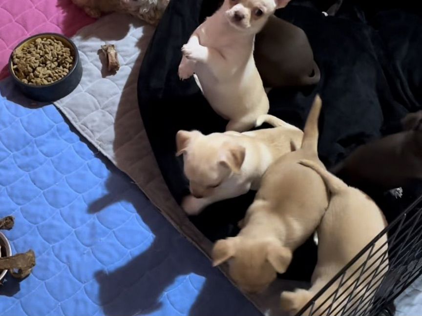 Чихуахуа, шпиц и мальтипу