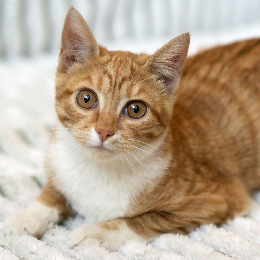 Соня с глазами-апельсинами ищет дом