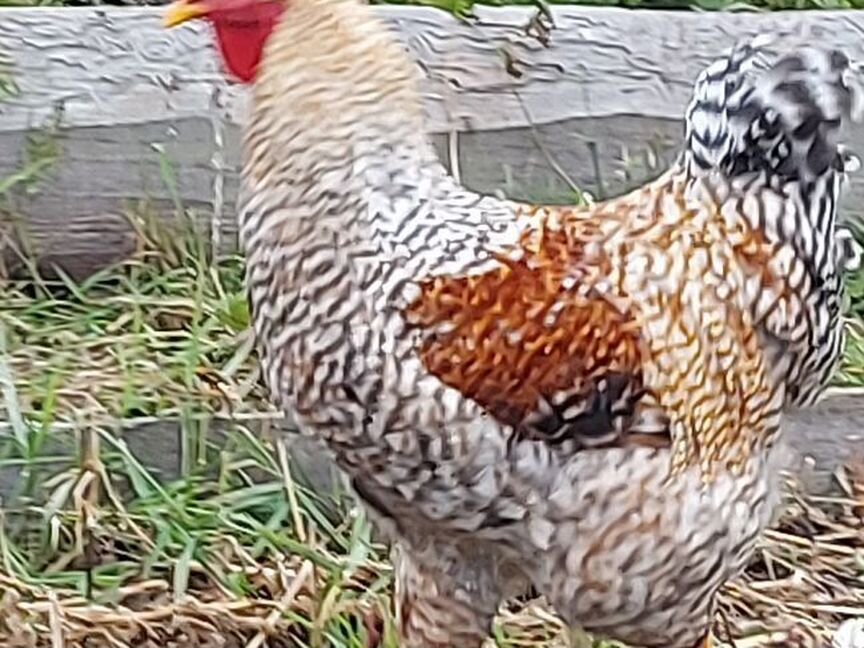 Петухи 4 месяца