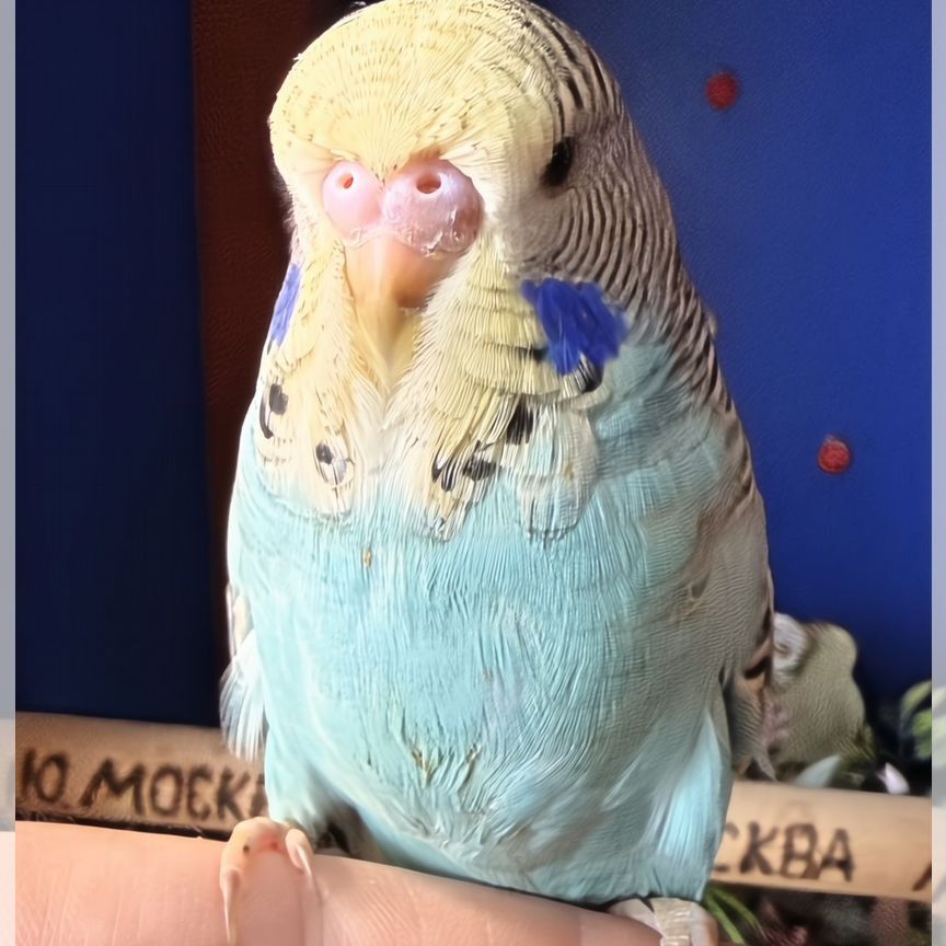 Попугай ввп-чех,самцы