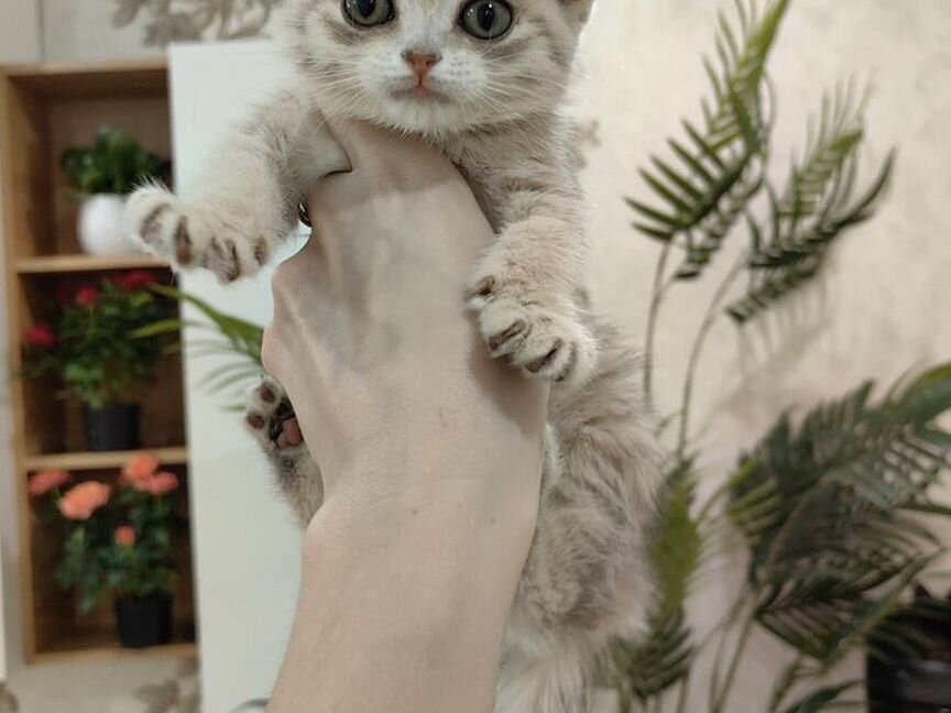 Шотландская вислоухая кошка
