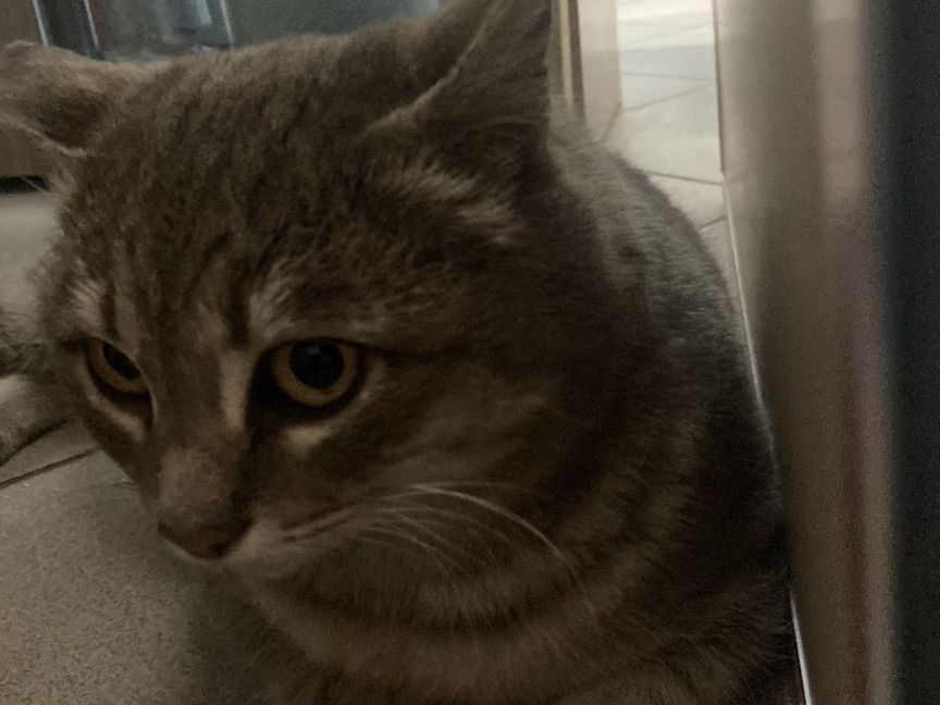 Кошка