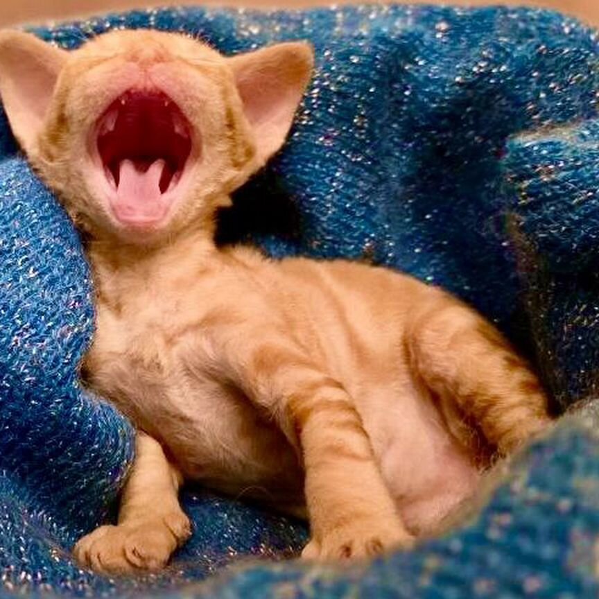 Девон-рекс котёнок