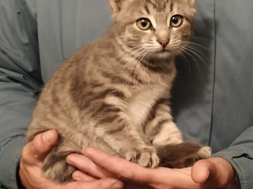 Кошечка ласковая