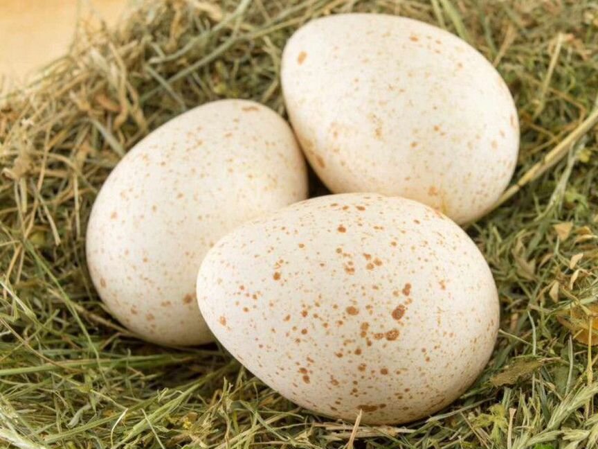 Яйцо индоутки
