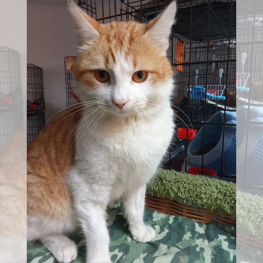 Взрослый кот из приюта