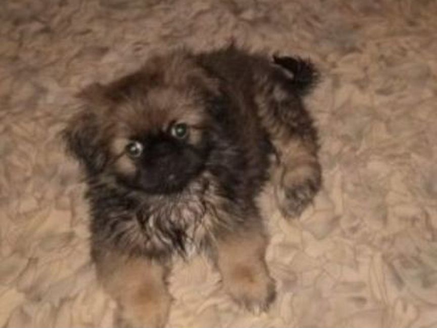 Щенки пекинеса