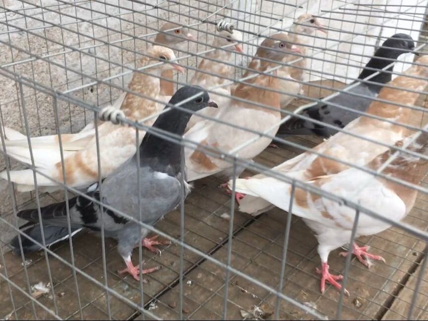 Голуби бакинские