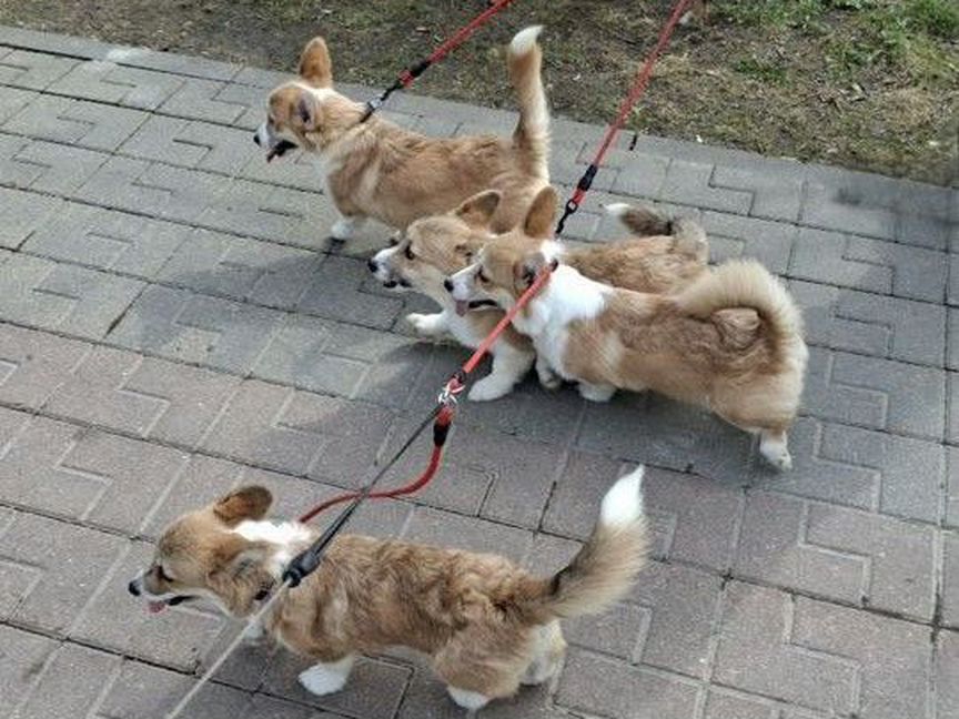 Щенки Вельш Корги Пемброк