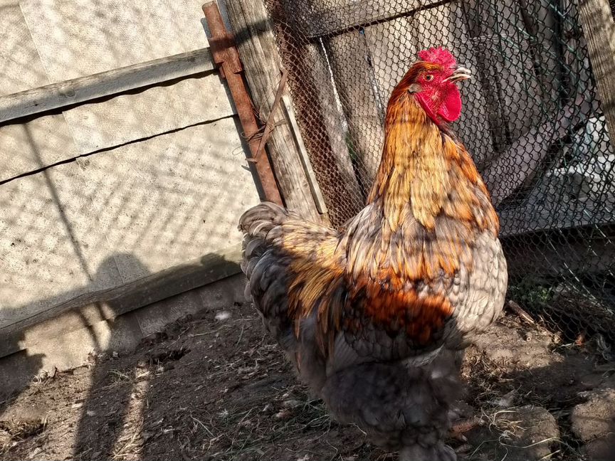 Продам петуха, очень важного, красивого