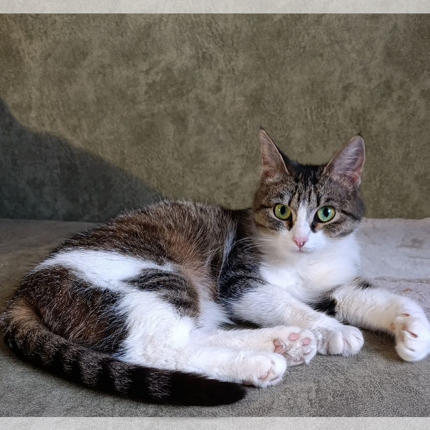 Взрослая, кошка в добрые руки