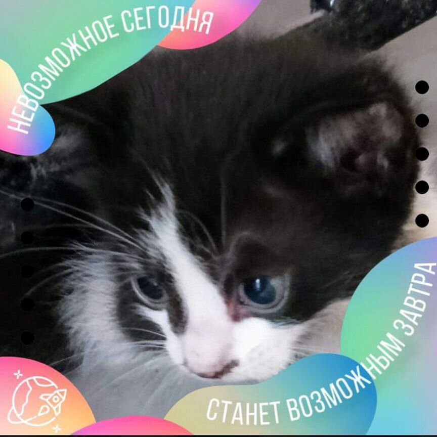 Котёнок