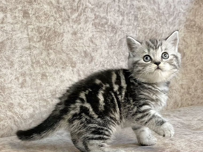 Шотладские котята