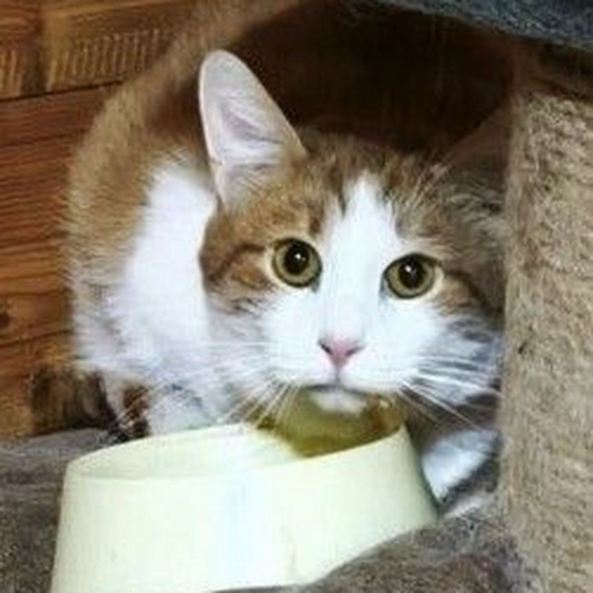 Рыжий кот без дома