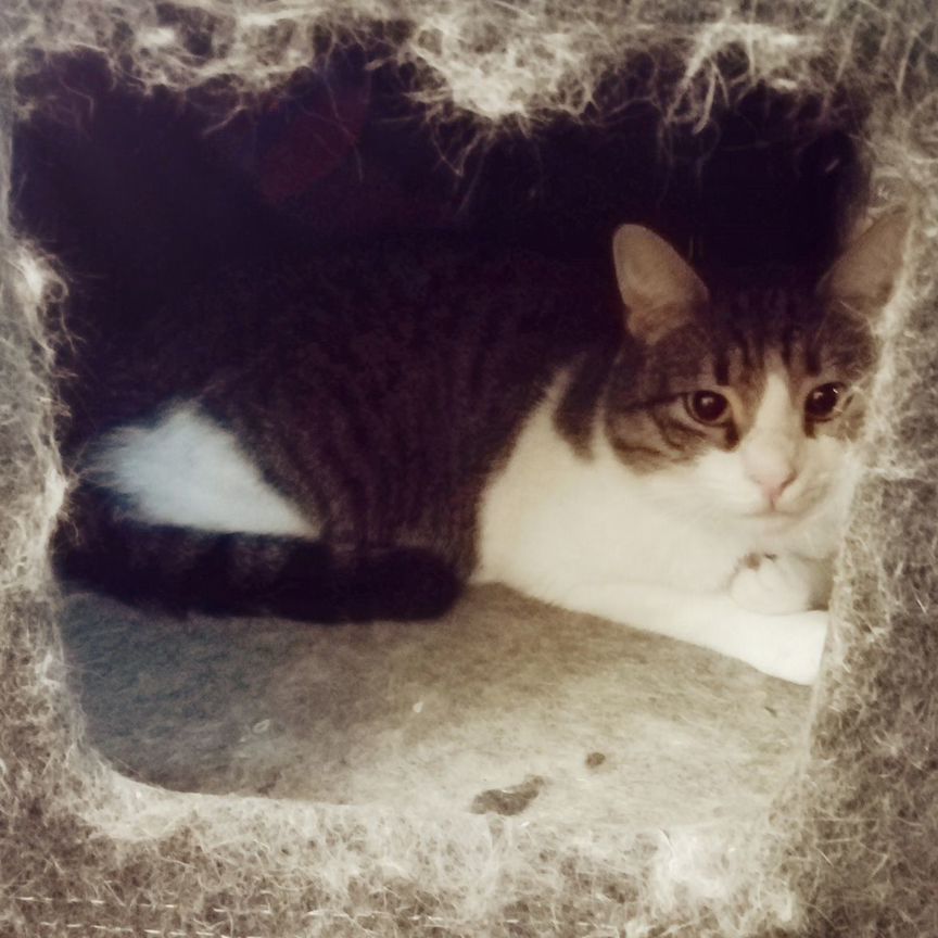 Милый котик в добрые руки