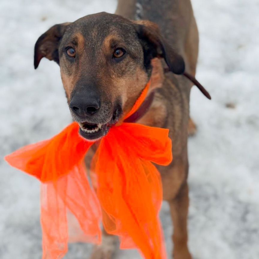 Август. Собака из приюта в добрые руки