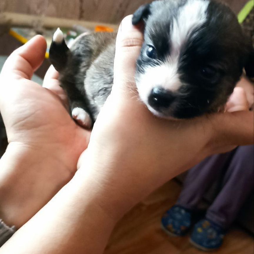 Отдам бесплатно щенка девочку