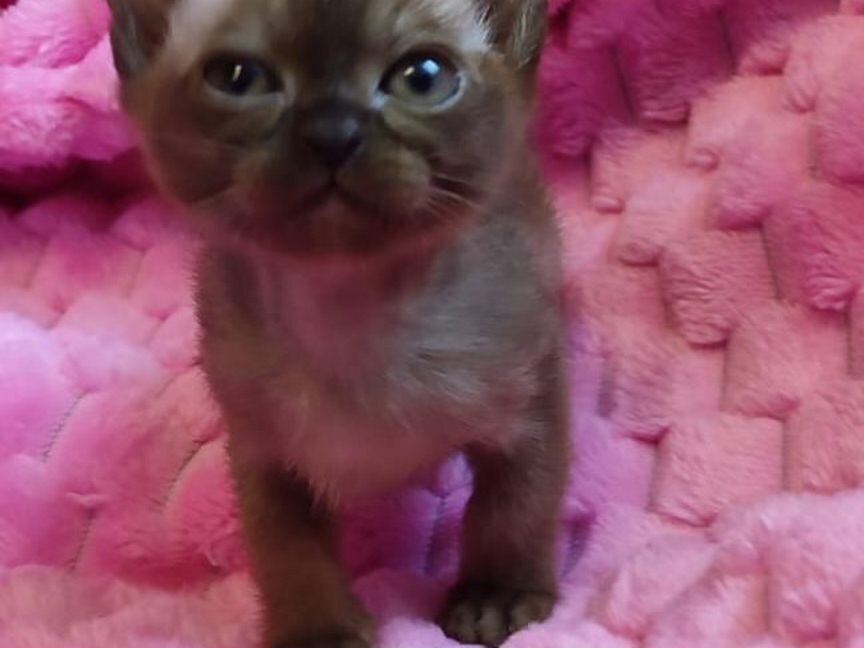 Бурманский котик