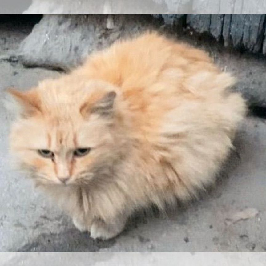 Рыжий котенок погибает на улице