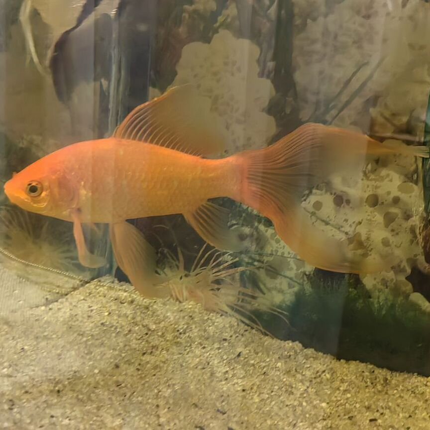 Рыбки аквариумные