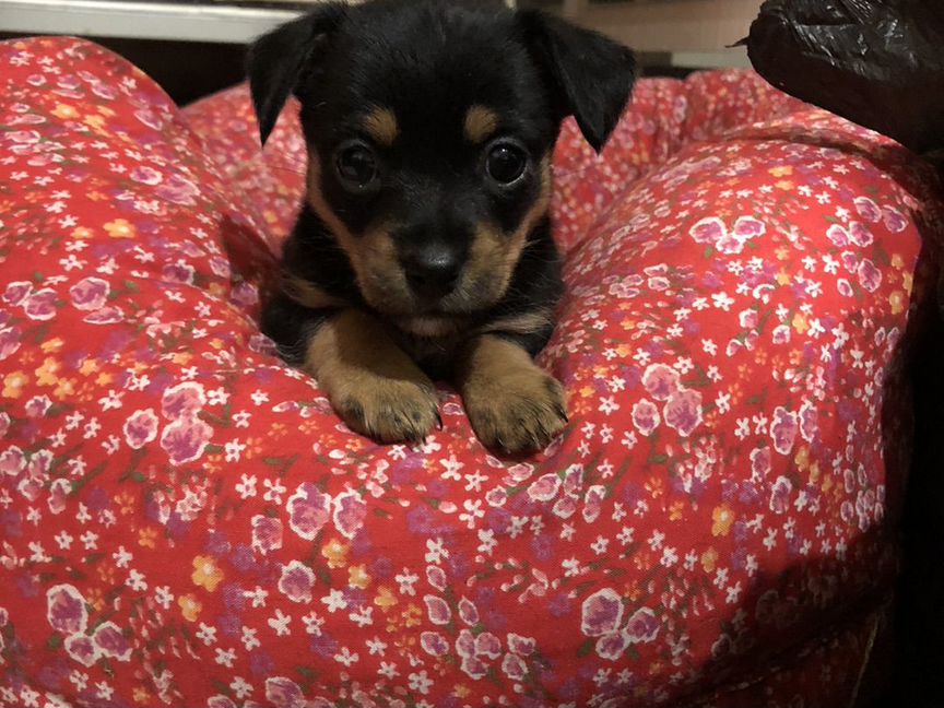 Мини той-терьер