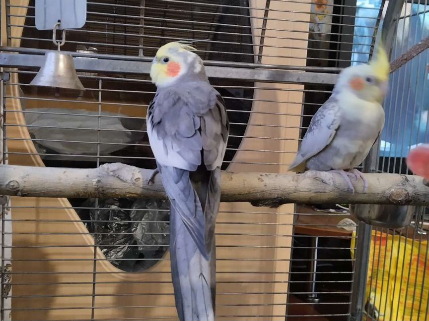 Попугай корелла