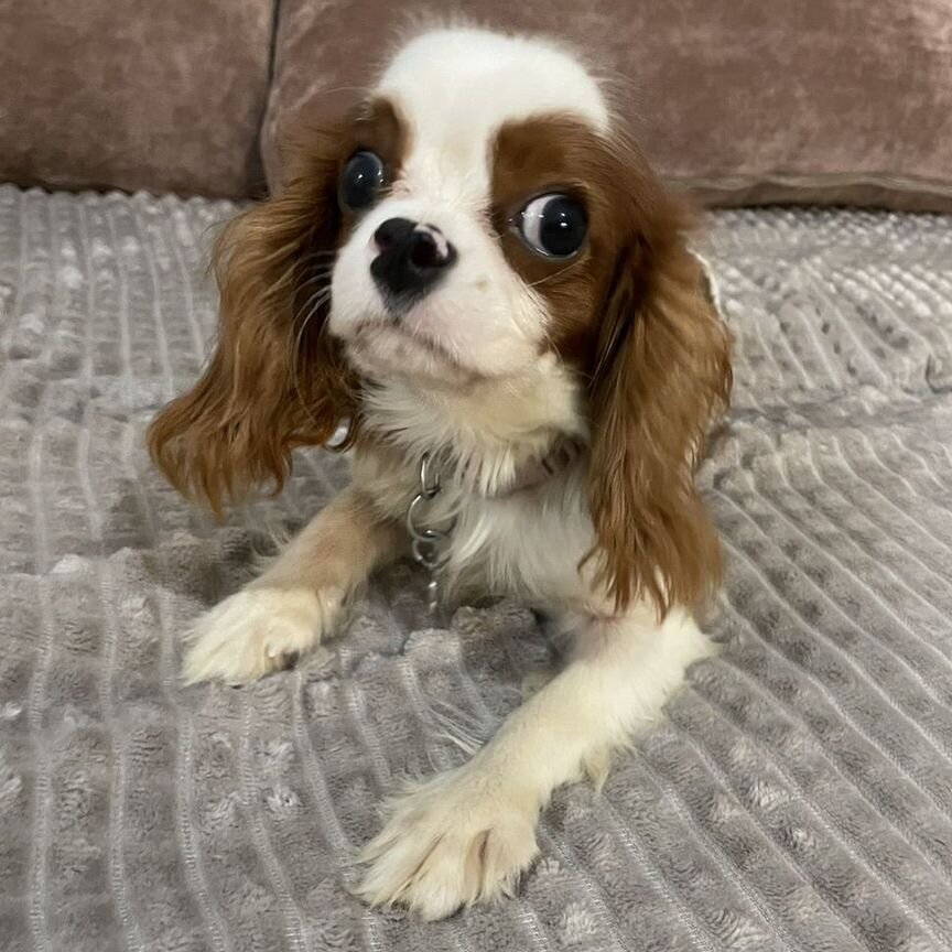 Кавалер кинг-чарльз-спаниель, щенок