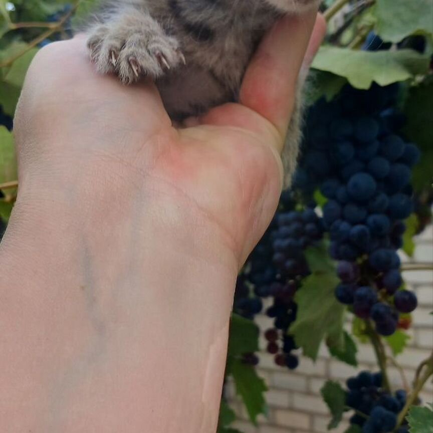 Британские котята