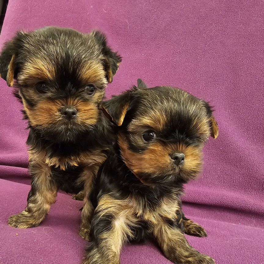 Изумительные малыши