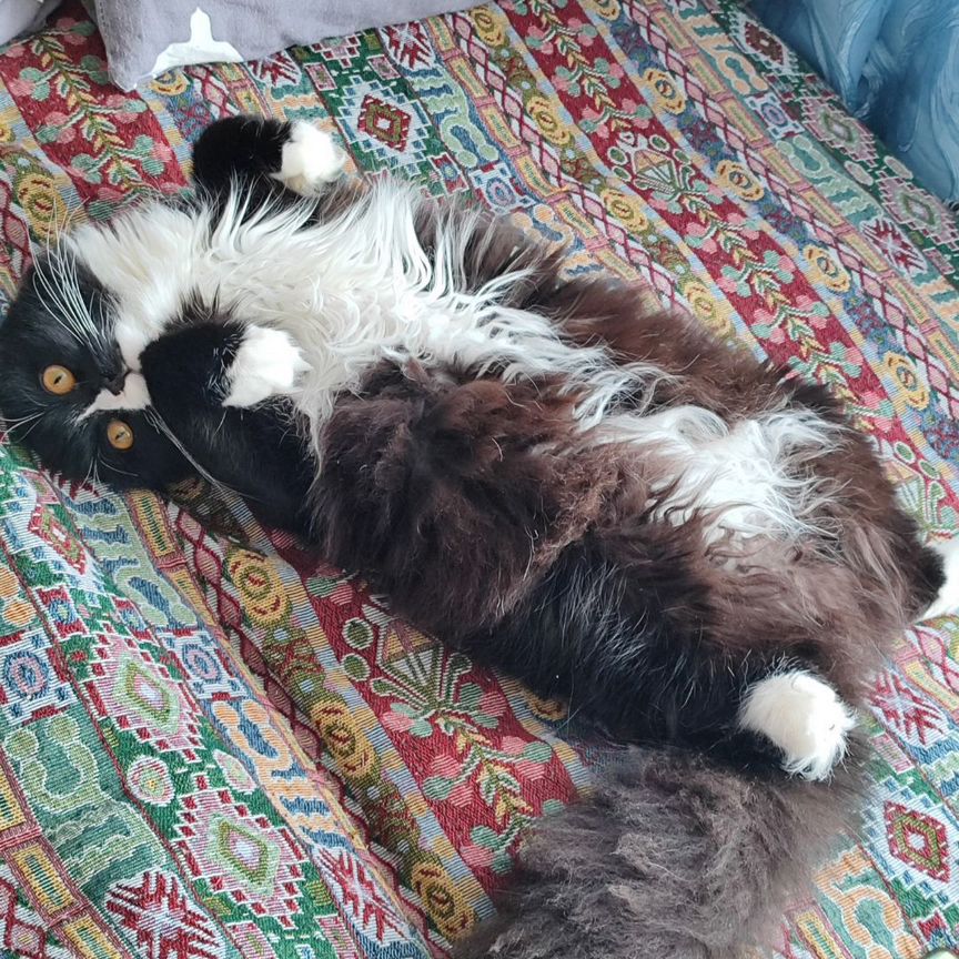 Отдам в добрые руки кошку