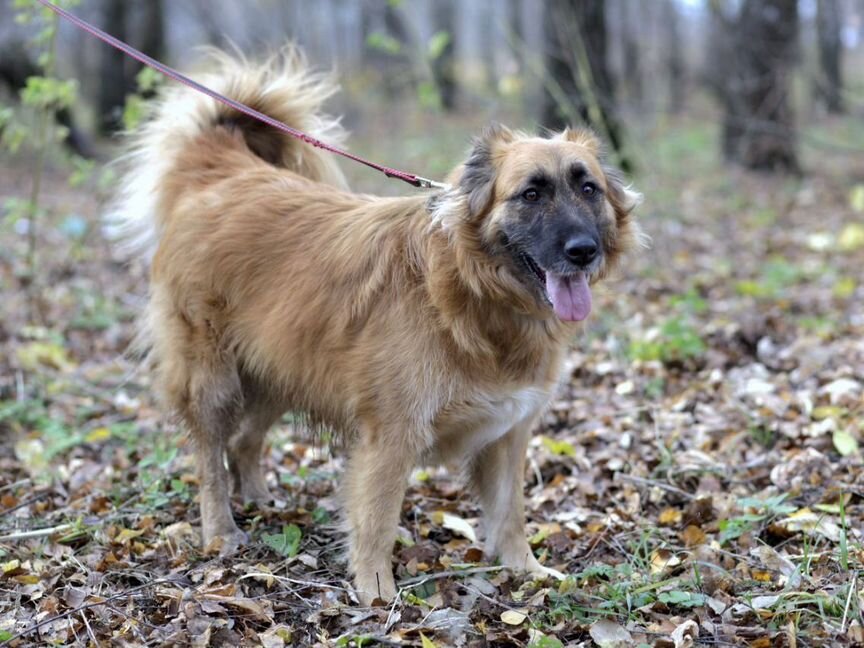 Собака в добрые руки