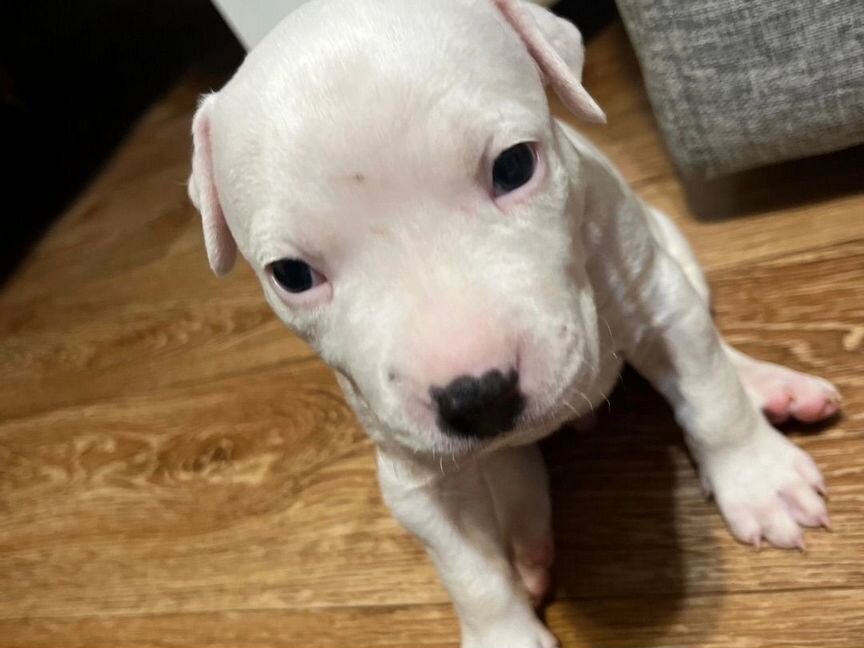 Щенки американского стаффорда