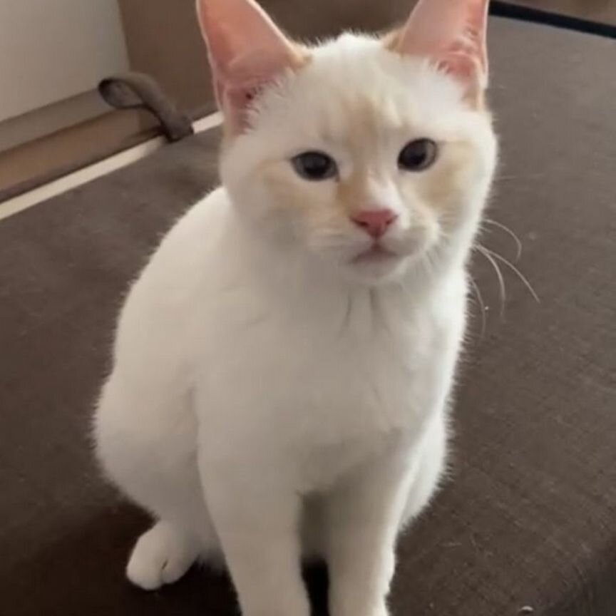 Котик Батончик мальчик 4 мес