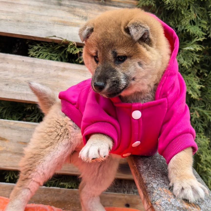 Сибочка Лисичка