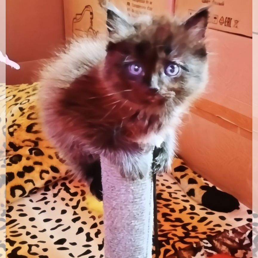 Турецкая ангора котёнок