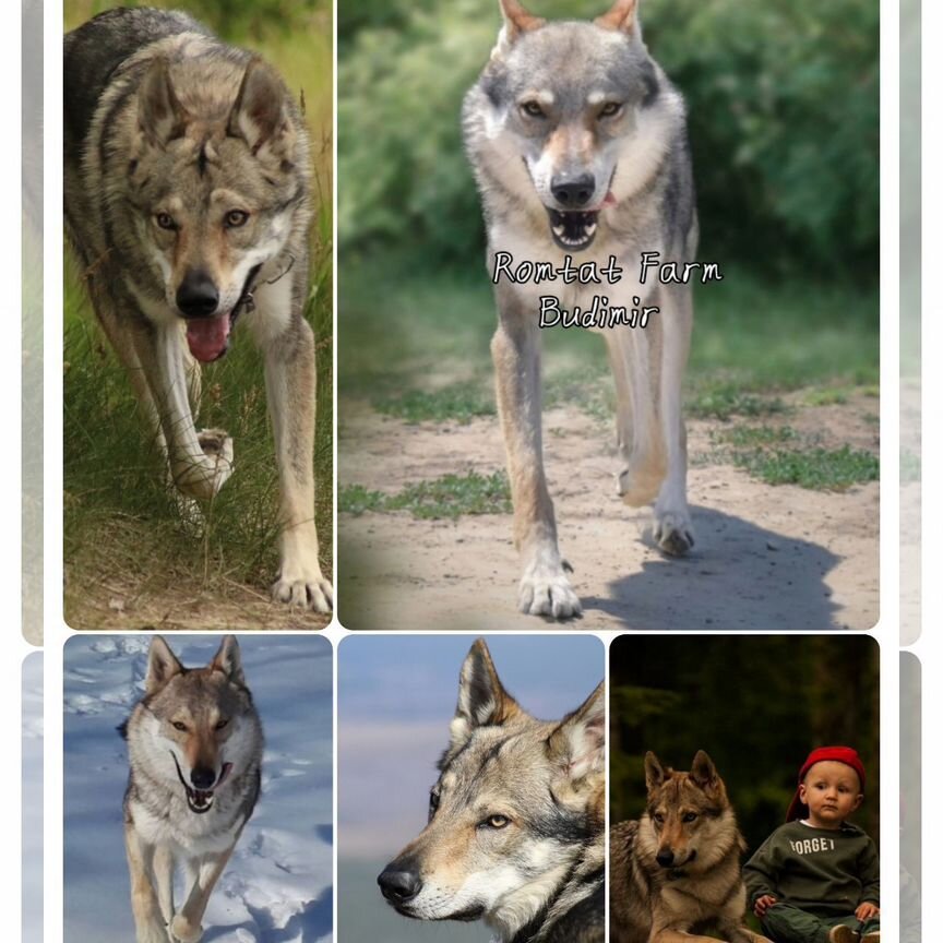 Чехословацкая волчья собака (Чехословацкий влчак)