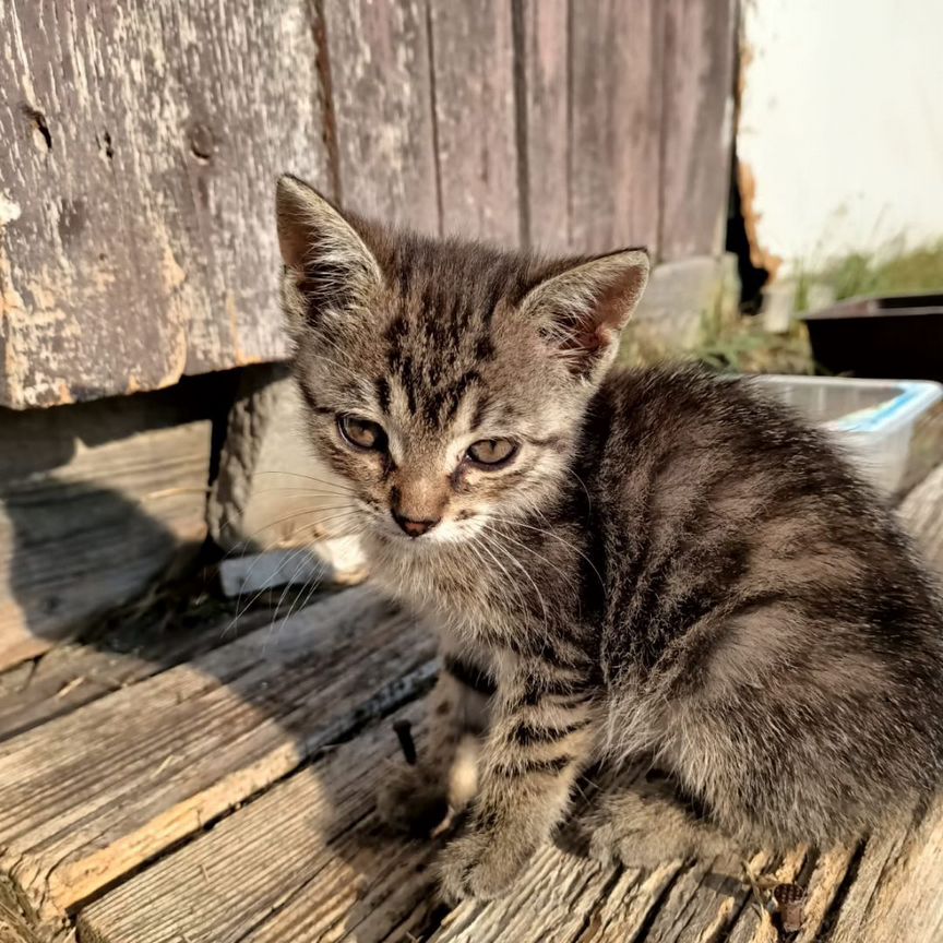 Котята в добрые руки