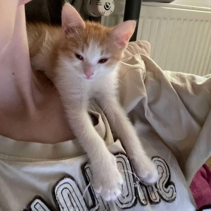 Котёнок в добрые руки