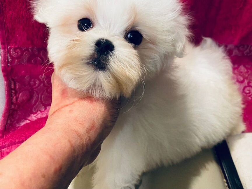 Красавчик малыш малььтезе 2,5 мес