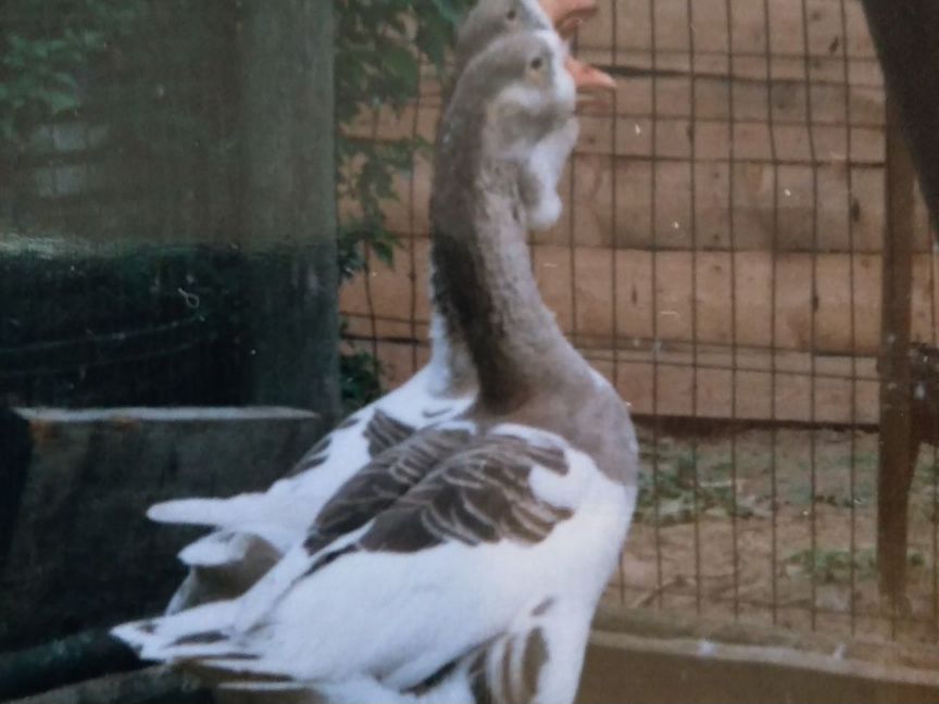 Тулузские гуси