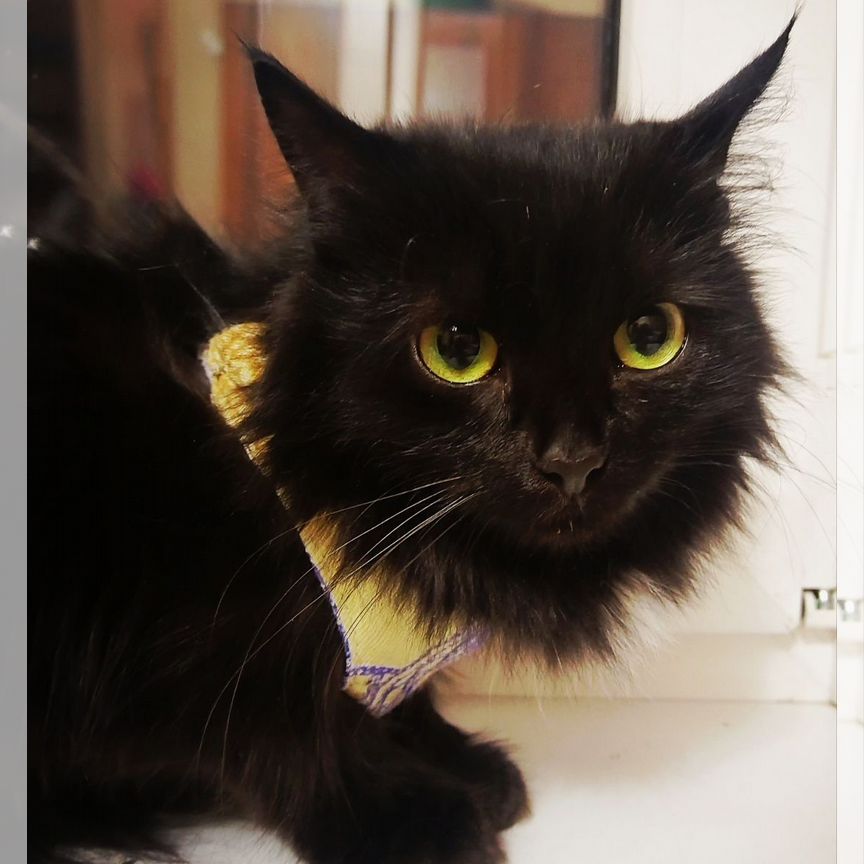 Взрослая кошка в добрые руки