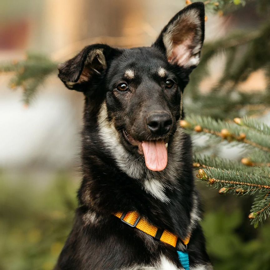 Щенок в добрые руки