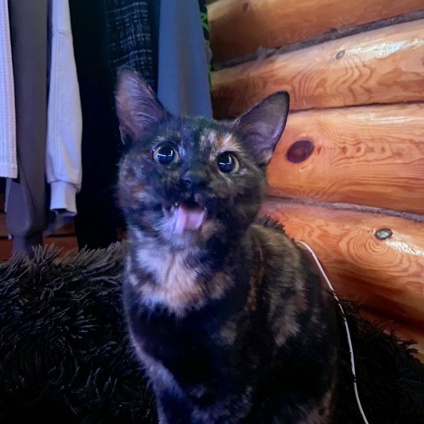 Котенок девочка