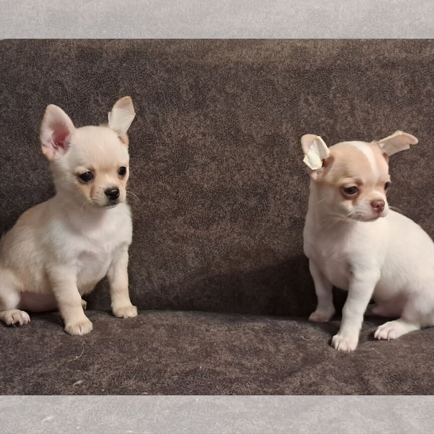 Чихуахуа, щенок