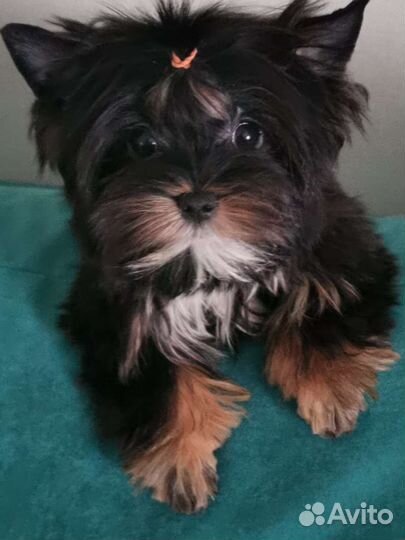 Йоркширский терьер мальчик